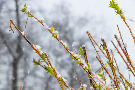 รูปภาพSchneeschauer – เลือกดูภาพถ่ายสต็อก เวกเตอร์ และวิดีโอ297 | Adobe ...