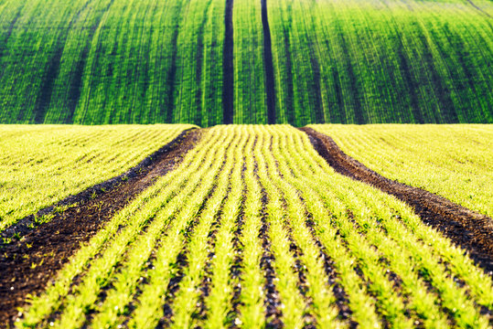 Rows Of Wheat