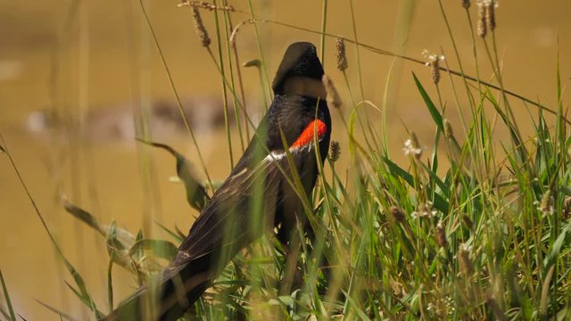 Sakabula Bilder – Durchsuchen 19 Archivfotos, Vektorgrafiken und Videos ...