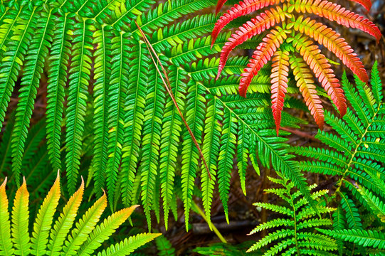 Uluhe bilder – Bläddra bland 91 stockfoton, vektorer och videor | Adobe ...