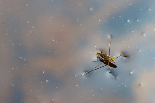 รูปภาพGerridae – เลือกดูภาพถ่ายสต็อก เวกเตอร์ และวิดีโอ6,377 | Adobe Stock