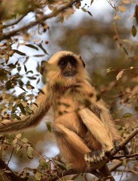 รูปภาพCercopithecinae – เลือกดูภาพถ่ายสต็อก เวกเตอร์ และวิดีโอ1,180 ...