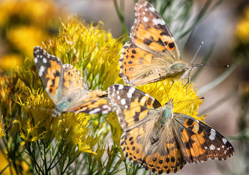 193 BEST Butteflies IMAGES, STOCK PHOTOS & VECTORS | Adobe Stock