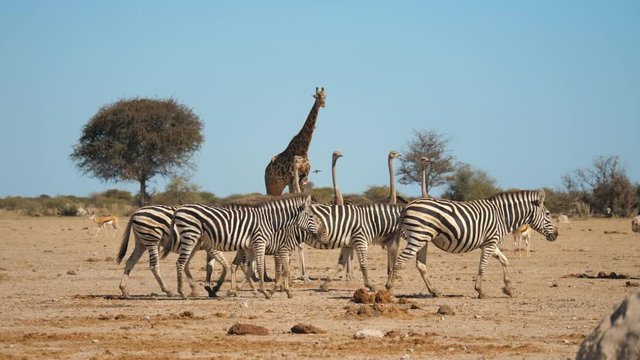 Springbok Images – Browse 100 Stock Photos, Vectors, and Video | Adobe ...