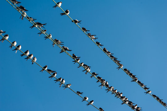 Schwalben - Images et vidéos libres de droits | Adobe Stock