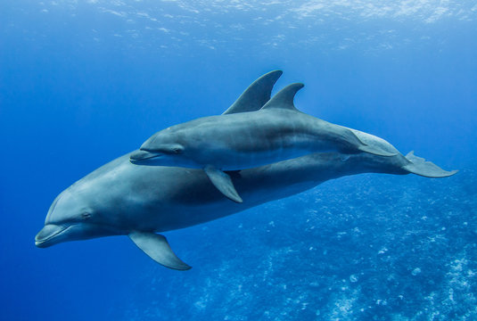 Dophin Images – Parcourir 165,703 le catalogue de photos, vecteurs et ...