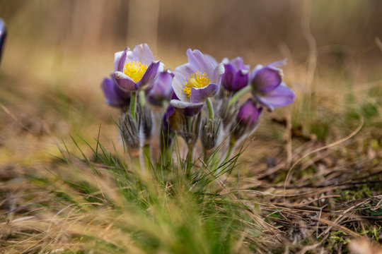 Boyarka bilder – Bläddra bland 144 stockfoton, vektorer och videor ...