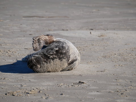 「Winkende」の画像 - 100 件の Stock 写真、ベクターおよびビデオ | Adobe Stock