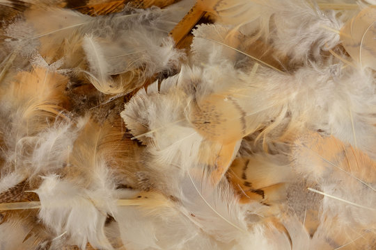 "Plume Texture" Images – Browse 25 Stock Photos, Vectors, and Video ...