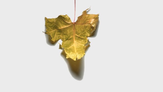 Obrazy (Leaf-Bearing) — zdjęcia, wektory i wideo bez tantiem (115 ...