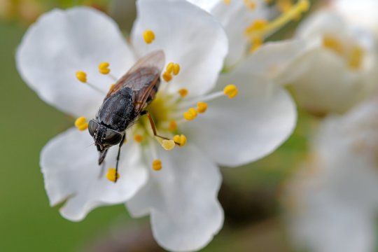 Sirfide-Bilder: Stock-Fotos & -Videos. | Adobe Stock