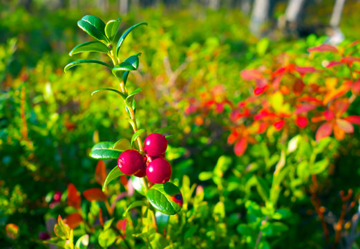รูปภาพFoxberry – เลือกดูภาพถ่ายสต็อก เวกเตอร์ และวิดีโอ63,098 | Adobe Stock