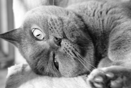 รูปภาพ"Lazy Cat" – เลือกดูภาพถ่ายสต็อก เวกเตอร์ และวิดีโอ1,121 | Adobe ...