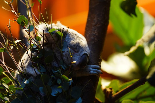 รูปภาพCoala – เลือกดูภาพถ่ายสต็อก เวกเตอร์ และวิดีโอ843 | Adobe Stock