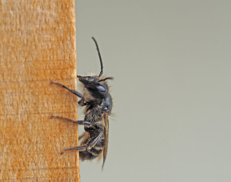 รูปภาพMoskito – เลือกดูภาพถ่ายสต็อก เวกเตอร์ และวิดีโอ2,809 | Adobe Stock