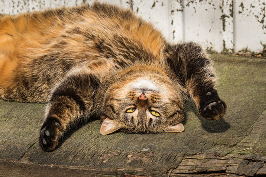 รูปภาพScruffy – เลือกดูภาพถ่ายสต็อก เวกเตอร์ และวิดีโอ16,637 | Adobe Stock