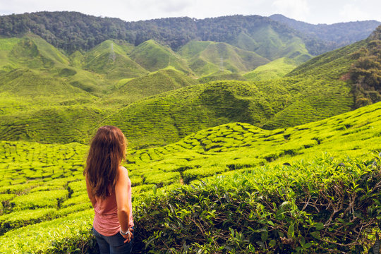 "Cameron Highland" Images – Browse 715 Stock Photos, Vectors, and Video ...