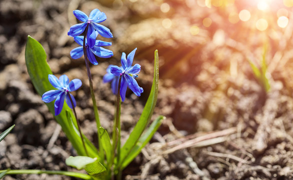 "Blue Snowdrop" Images – Browse 270 Stock Photos, Vectors, and Video ...