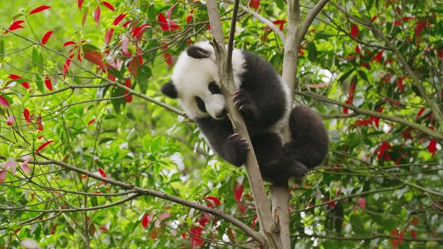 "Young Panda" Immagini - Sfoglia 54 foto, vettoriali e video Stock ...