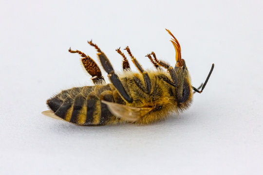 Milbenbefall bilder – Bläddra bland 139 stockfoton, vektorer och videor ...