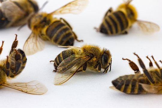 Milbenbefall bilder – Bläddra bland 139 stockfoton, vektorer och videor ...