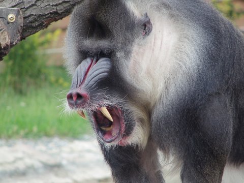 Imágenes de Pawian: descubre bancos de fotos, ilustraciones, vectores y ...