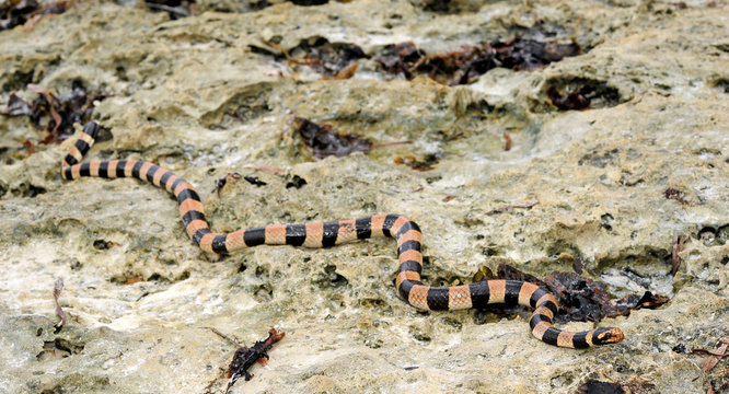 Nattern-Plattschwanz Images – Browse 5 Stock Photos, Vectors, and Video ...