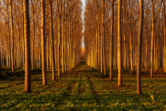 Pappelallee-Bilder: Stock-Fotos & -Videos. | Adobe Stock