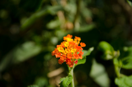 Cariaquito Bilder – Durchsuchen 24 Archivfotos, Vektorgrafiken und ...