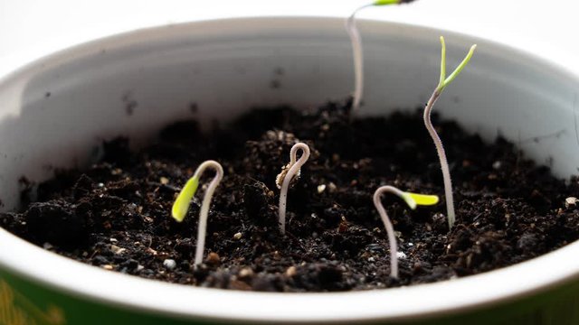 Stemlet Imagens – Procure 58 fotos, vetores e vídeos | Adobe Stock