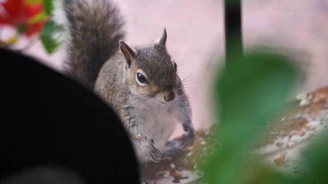 "Happy Squirrel" Images – Browse 244 Stock Photos, Vectors, and Video | Adobe Stock