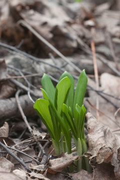 Cheremsha Bilder – Durchsuchen 32 Archivfotos, Vektorgrafiken und ...
