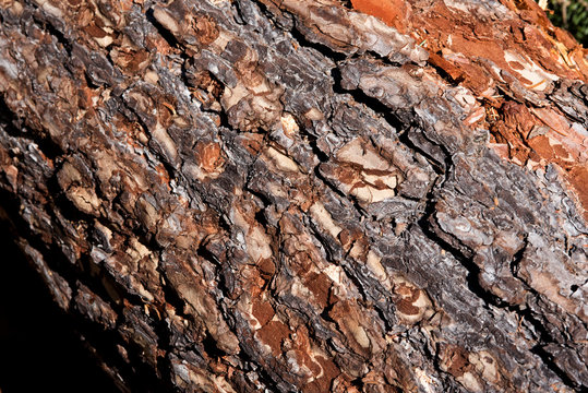 รูปภาพCorteccia – เลือกดูภาพถ่ายสต็อก เวกเตอร์ และวิดีโอ3,760 | Adobe Stock