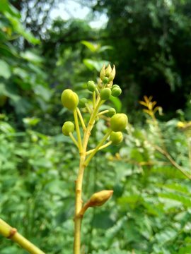 Pathimukham Images – Browse 24 Stock Photos, Vectors, and Video | Adobe ...