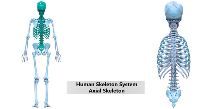 Skeleton Axial System