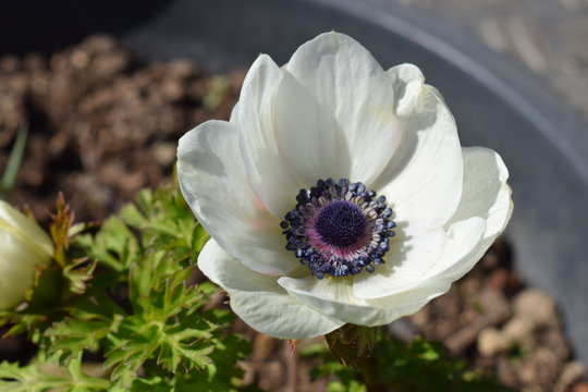 รูปภาพAnemonae – เลือกดูภาพถ่ายสต็อก เวกเตอร์ และวิดีโอ73 | Adobe Stock