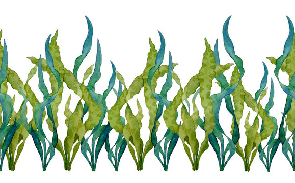 Seaweed Border Images – Browse 3,110 Stock Photos, Vectors, and Video ...