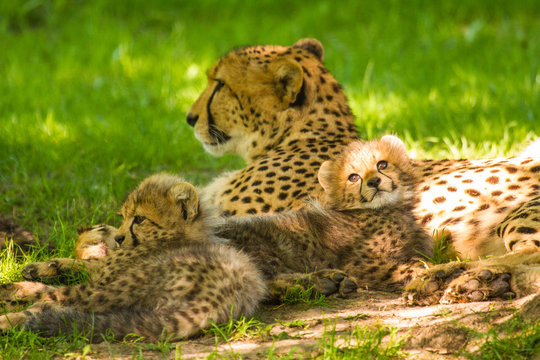 รูปภาพGeparden – เลือกดูภาพถ่ายสต็อก เวกเตอร์ และวิดีโอ520 | Adobe Stock