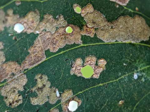 "Perforated Leaf" Images – Browse 31 Stock Photos, Vectors, and Video ...