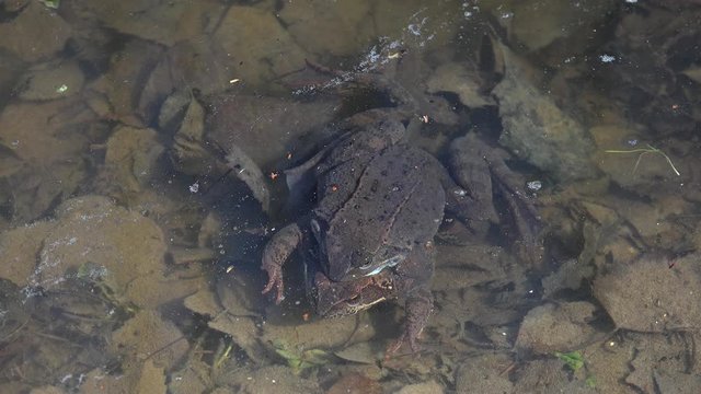 Hoptoad Bilder – Durchsuchen 561 Archivfotos, Vektorgrafiken und Videos ...