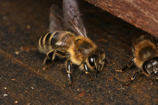 Beute 이미지 – 찾아보기 24,033 스톡 사진, 벡터 및 비디오 | Adobe Stock