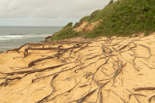 รูปภาพLithification – เลือกดูภาพถ่ายสต็อก เวกเตอร์ และวิดีโอ156 | Adobe Stock