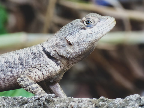 Raptile Images – Browse 144 Stock Photos, Vectors, and Video | Adobe Stock