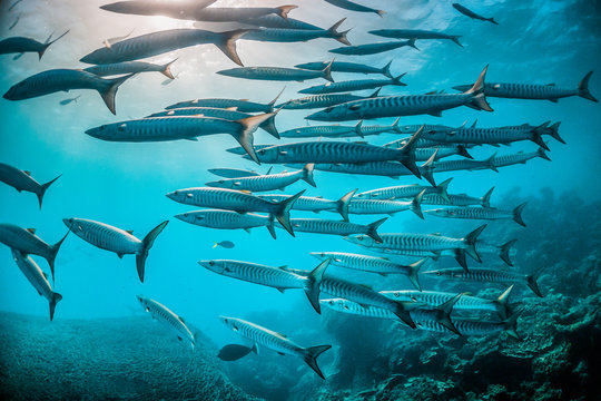 Free Fish Images – Browse 14,804 Free Stock Photos, Vectors, and Video ...