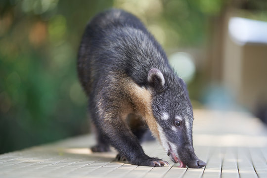 Ostronos bilder – Bläddra bland 16 stockfoton, vektorer och videor ...