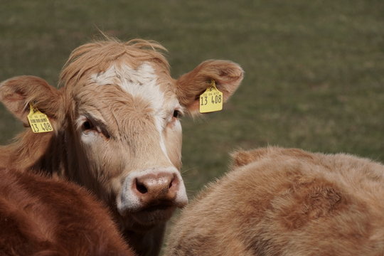 รูปภาพBullen – เลือกดูภาพถ่ายสต็อก เวกเตอร์ และวิดีโอ883 | Adobe Stock