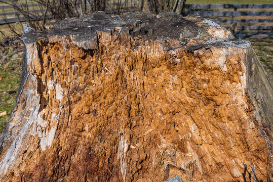 Verwesung bilder – Bläddra bland 733 stockfoton, vektorer och videor ...