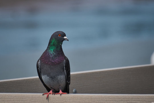 รูปภาพPiegon – เลือกดูภาพถ่ายสต็อก เวกเตอร์ และวิดีโอ261 | Adobe Stock