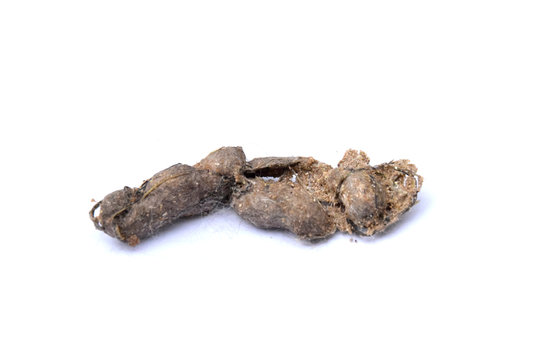 「Hairball」の画像 - 2,757 件の Stock 写真、ベクターおよびビデオ | Adobe Stock