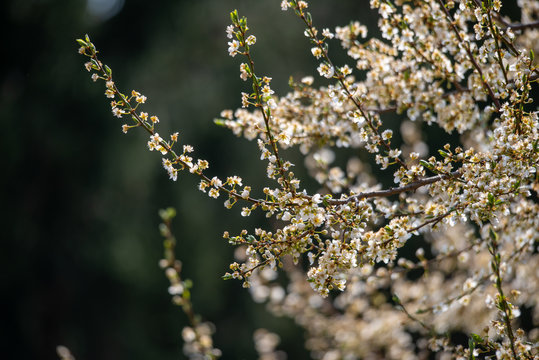 Kriecherl Images – Browse 59 Stock Photos, Vectors, and Video | Adobe Stock